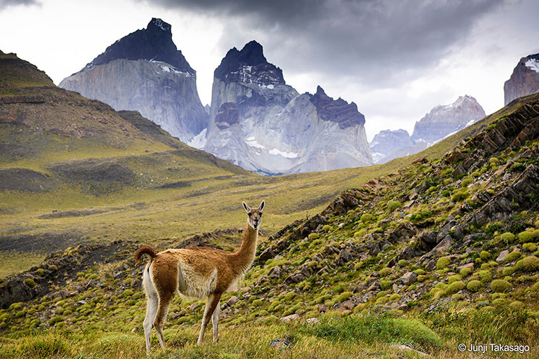 The five most captivating animals in Torres del Paine