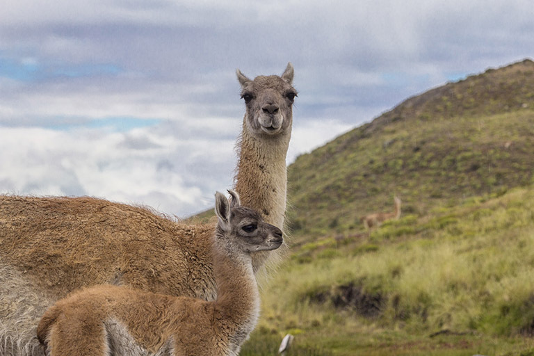 The five most captivating animals in Torres del Paine